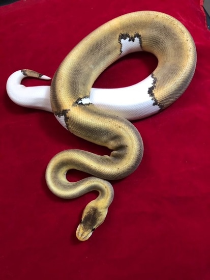 Champagne Cinnamon Ball Python by Silver State Exotics