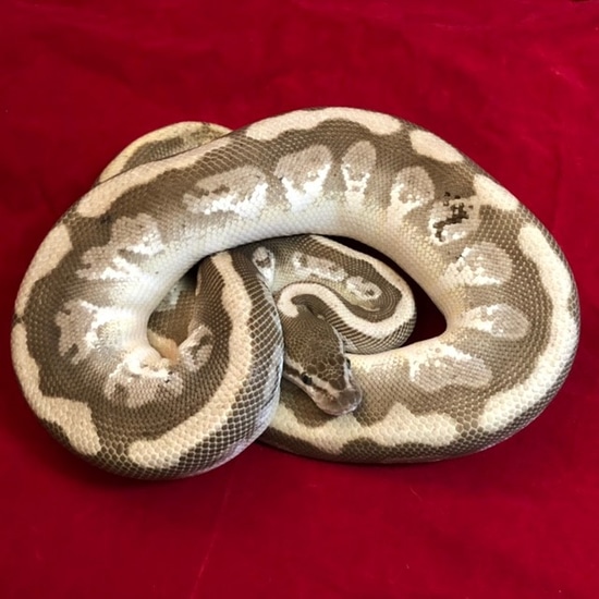 Soul Sucker Ball Python by Silver State Exotics