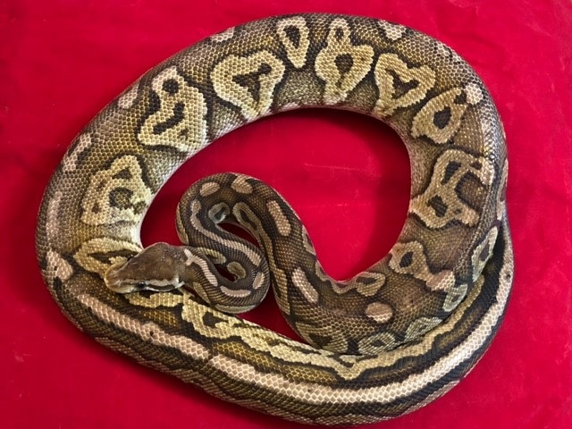 Pewter Ball Python by Silver State Exotics - MorphMarket