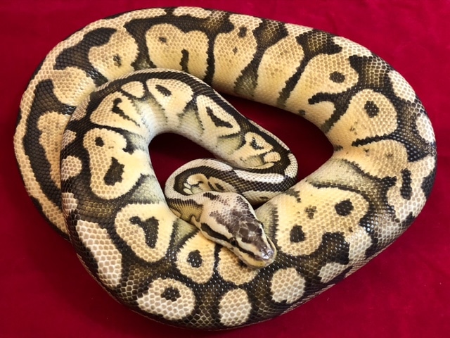 Super Pastel Het Genetic Stripe Ball Python by Silver State Exotics ...