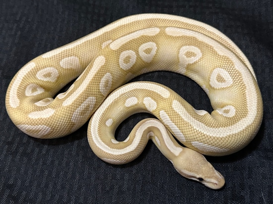 Coral Glow Mojave Het Pied Ball Python by Silver State Exotics