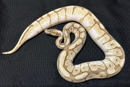 Lesser Bee Ball Python by Silver State Exotics