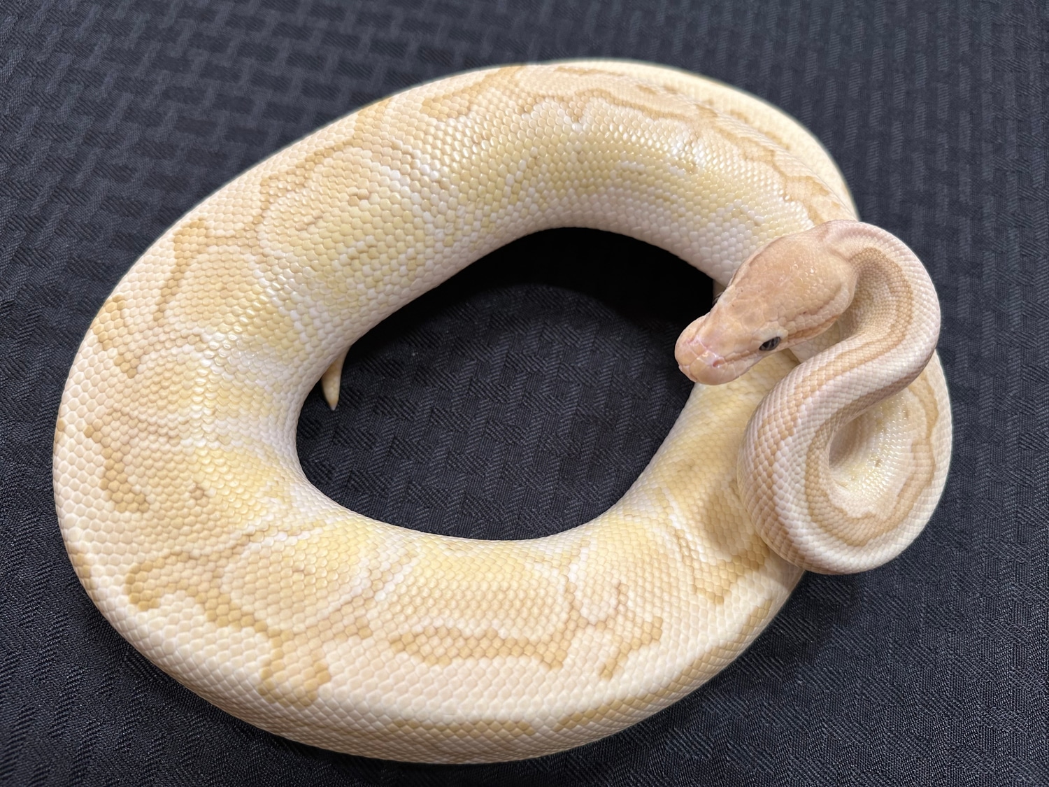 Coral Glow Lesser Pinstripe Ball Python by Silver State Exotics ...