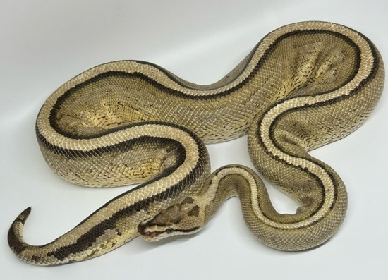 Super Stripe Ball Python by Silver State Exotics