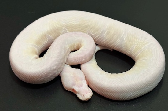 VPI Snow Ball Python by Silver State Exotics