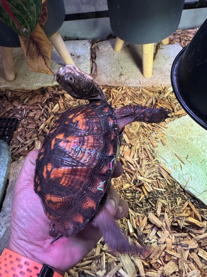 3 Years Old Eastern Box Turtle by Wukong