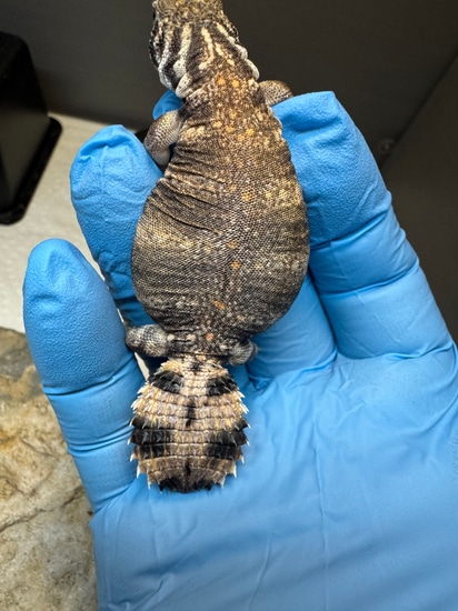 Cb 2024 Thomasi Uromastyx by Wukong