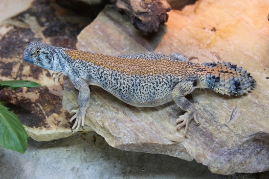 USCB Thomasi Male Uromastyx by Wukong