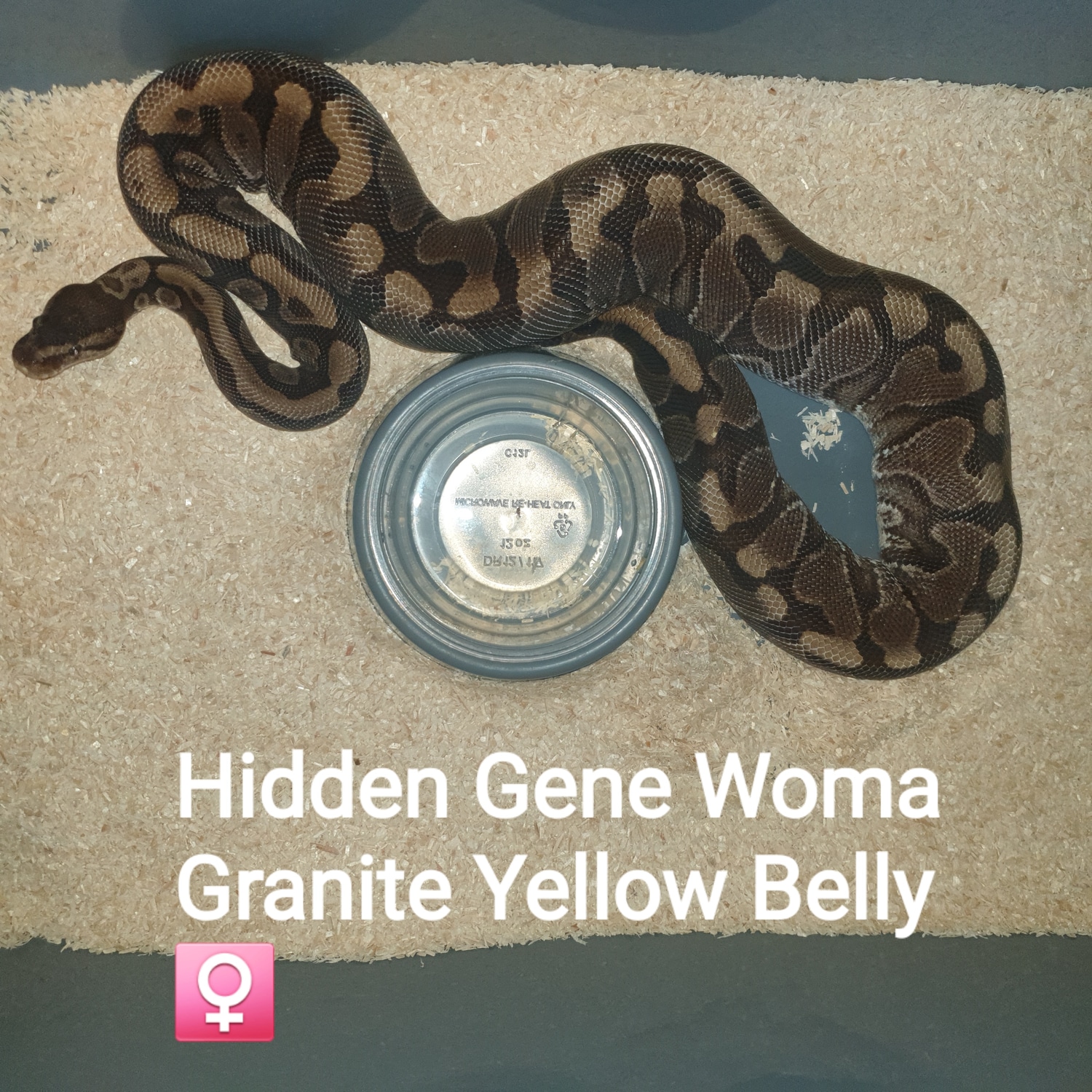 Hidden Gene Woma Granite Yellow Belly Ball Python by HydraMorphs Royal ...