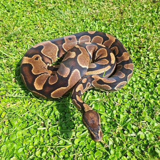 Yellow Belly Ball Python by HissHub