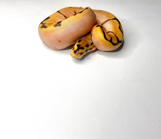 Spider Enchi Calico OD YB Ball Python by The Moore Morphs