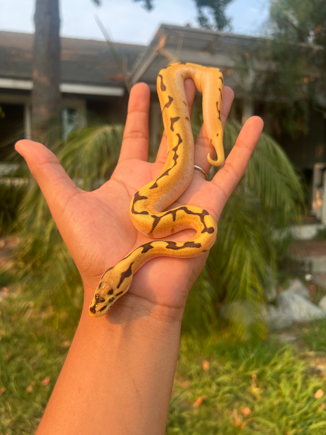 Calider Enchi ODYB Ball Python by The Moore Morphs - MorphMarket