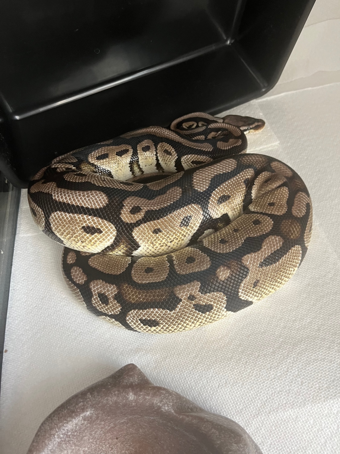 Pastel VPI Axanthic Female 1490grams Ball Python by Simons Serpents ...