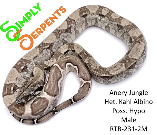 Anery Jungle Het. Kahl Albino Boa Constrictor by Simply Serpents