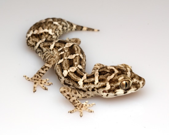 Viper Gecko (0.0.1 Subadult) by Adam's Reptiles