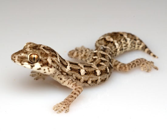 Viper Gecko (0.0.1 Subadult) by Adam's Reptiles