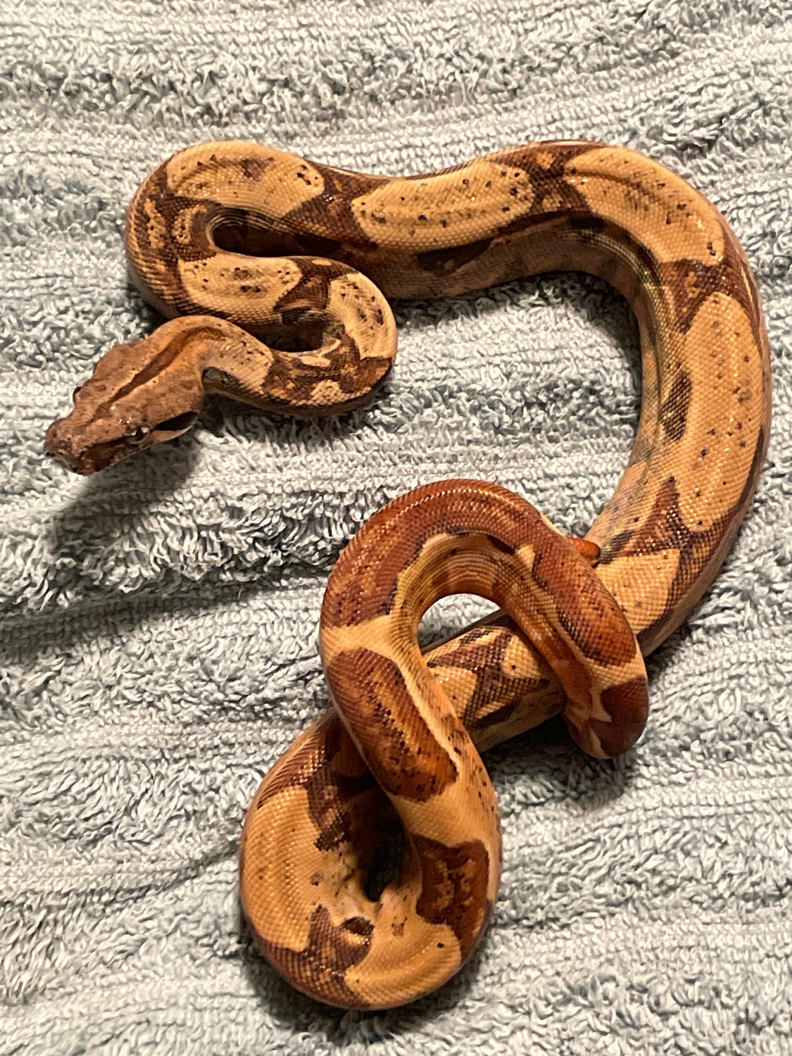 Hypo Jungle Het Albino (Kahl) Boa Constrictor by Simply Constrictors - MorphMarket