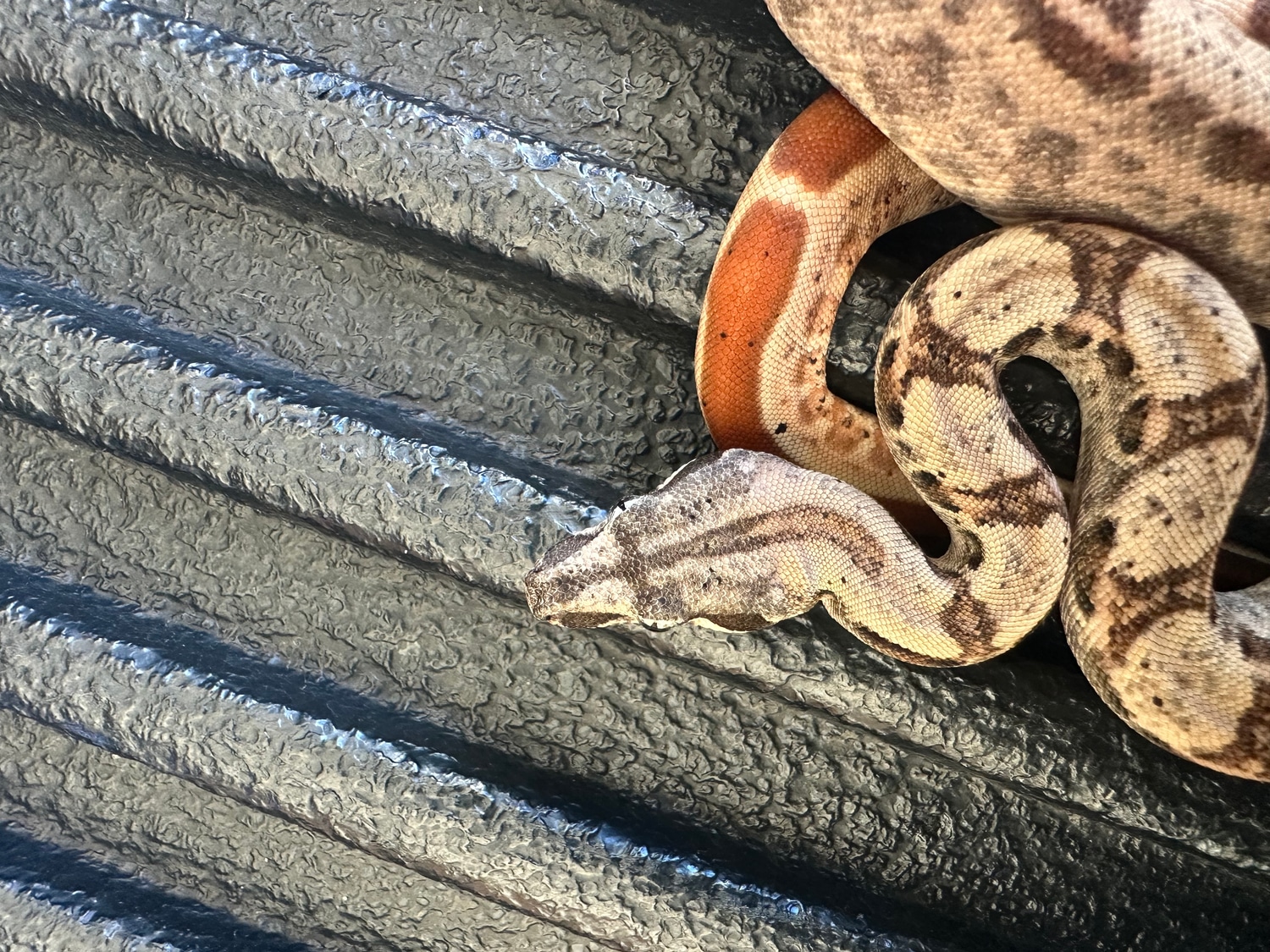 Hypo Motley 66% Het Anery Type 1 66% Het Anery Type 2 Boa Constrictor ...