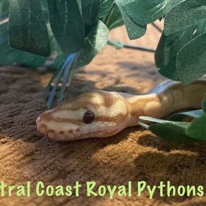 Central Coast Royal Pythons - MorphMarket
