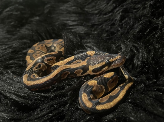 Normal Het Clown Ball Python by Central Coast Royal Pythons