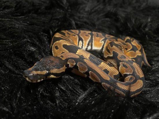 Orange Dream Ball Python by Central Coast Royal Pythons
