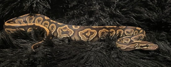 Black Pastel NR Mandarin Ball Python by Central Coast Royal Pythons