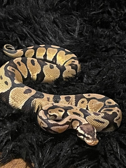 Pastel Het Desert Ghost Ball Python by Central Coast Royal Pythons