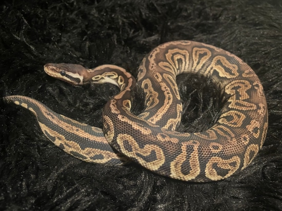 Black Pewter Het Red Axanthic Ball Python by Central Coast Royal Pythons