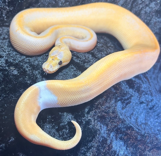 Black Pastel Banana Champagne Ball Python by Central Coast Royal Pythons
