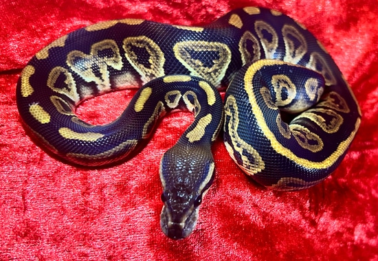 Black Pastel Ball Python by Central Coast Royal Pythons