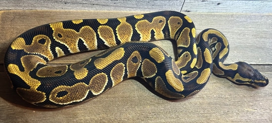 Normal Het Clown Ball Python by Central Coast Royal Pythons