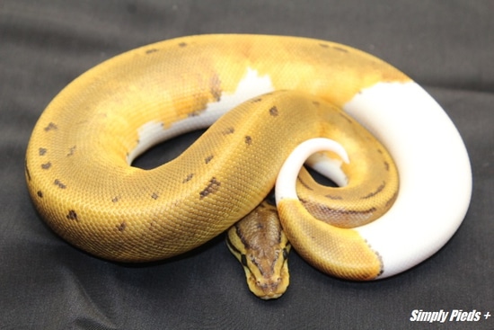 Enchi Pin Pied Ball Python by Simply Pieds