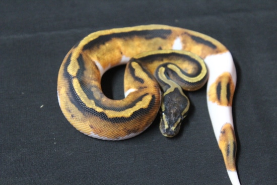 Pied Ball Python by Simply Pieds