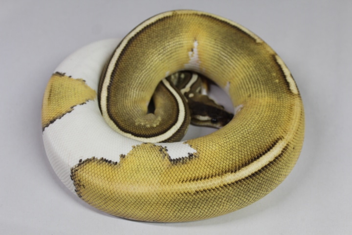 Black Pewter YB Pied Ball Python by Simply Pieds + - MorphMarket