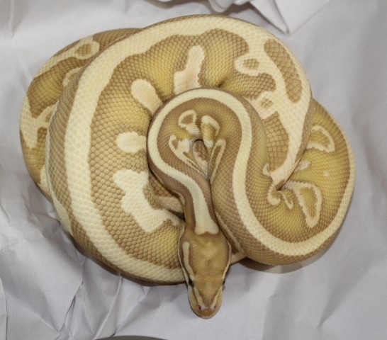 Pastel Banana Black Head Leopard Butter 100% Het Clown Ball Python by ...