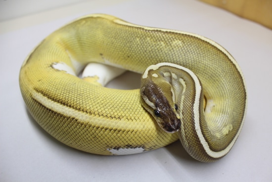 Black Pewter YB Mojave Pied Ball Python by Simply Pieds