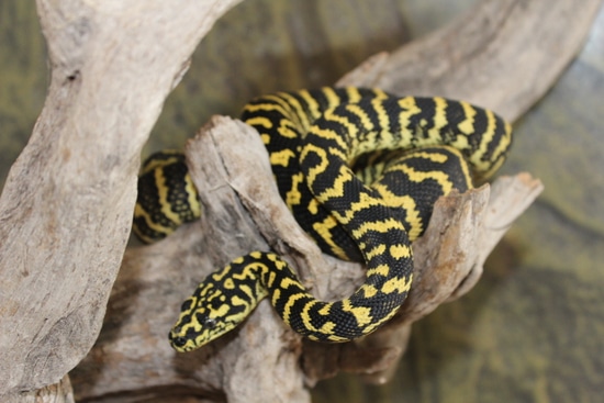 Zebra Jungle Carpet Python by Simply Pieds