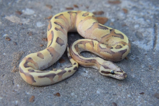 Enchi Vanilla Cream Ball Python by Simpson Exotics