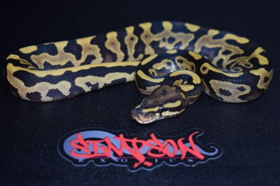 **CHRISTMAS SALE** Leopard Flame Ball Python by Simpson Exotics