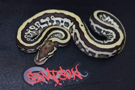 ** CHRISTMAS SALE ** Leopard Lesser Flame Het Desert Ghost Ball Python by Simpson Exotics