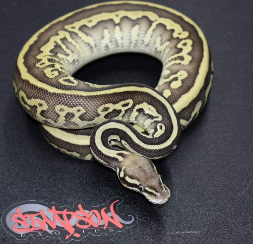 Pastel Leopard Lesser Het Desert Ghost Ball Python by Simpson Exotics ...