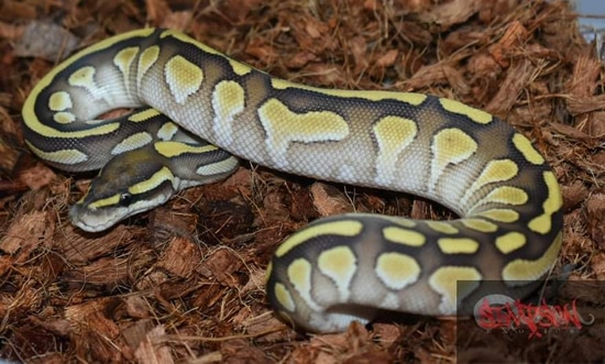 Lesser Het Clown Ball Python by Simpson Exotics