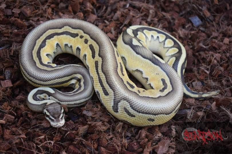 Pastel Butter Tristripe Ball Python by Simpson Exotics - MorphMarket
