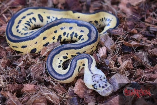 Pastel Leopard Clown Ball Python by Simpson Exotics