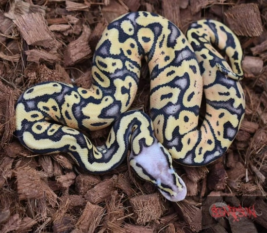Super Pastel 66% Het Clown Ball Python by Simpson Exotics