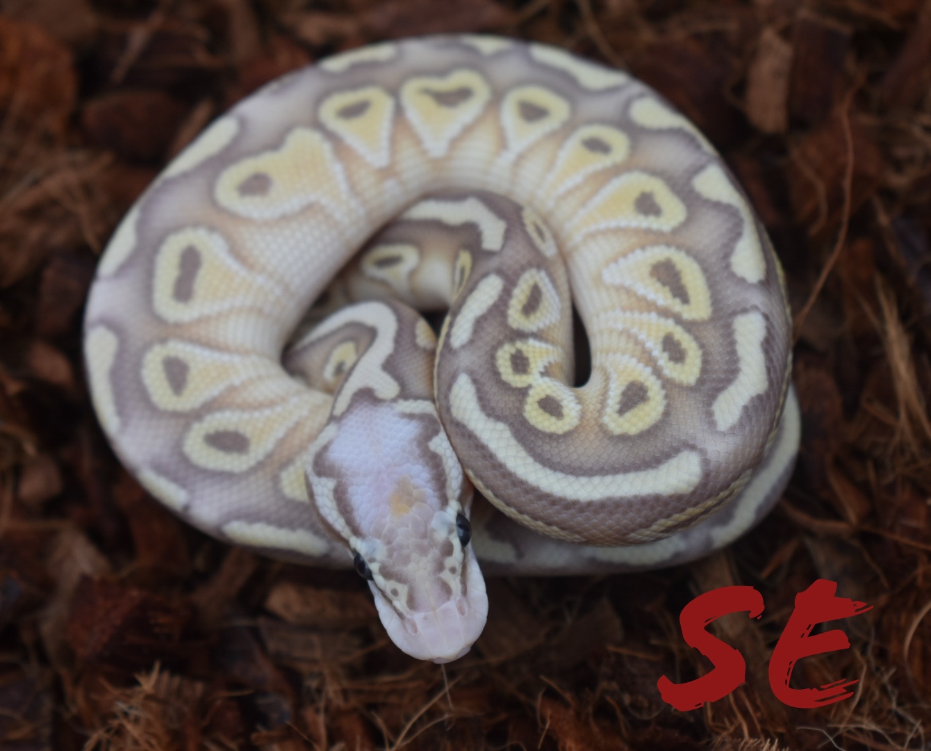 Pastel Lesser Banana Ball Python by Simpson Exotics - MorphMarket
