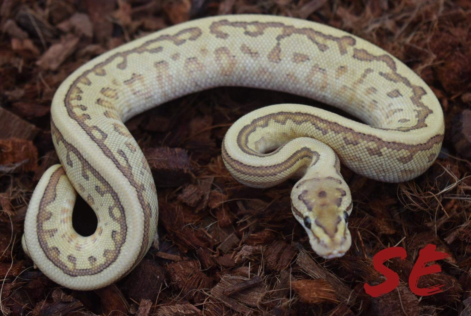 Enchi Leopard Lesser Pinstripe Ball Python by Simpson Exotics - MorphMarket