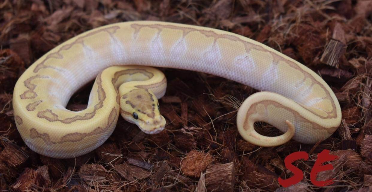 Enchi Lesser Pinstripe Ball Python by Simpson Exotics - MorphMarket