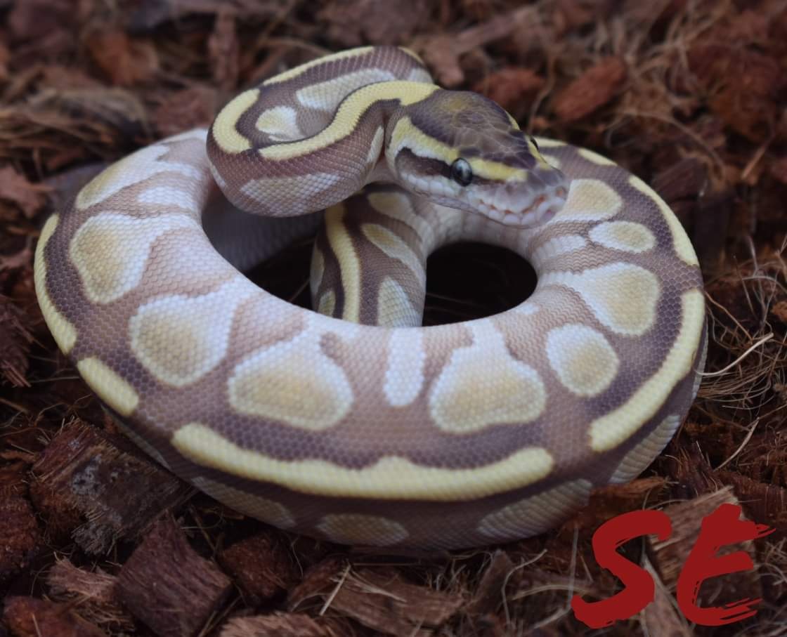 Enchi Lesser Ball Python by Simpson Exotics - MorphMarket