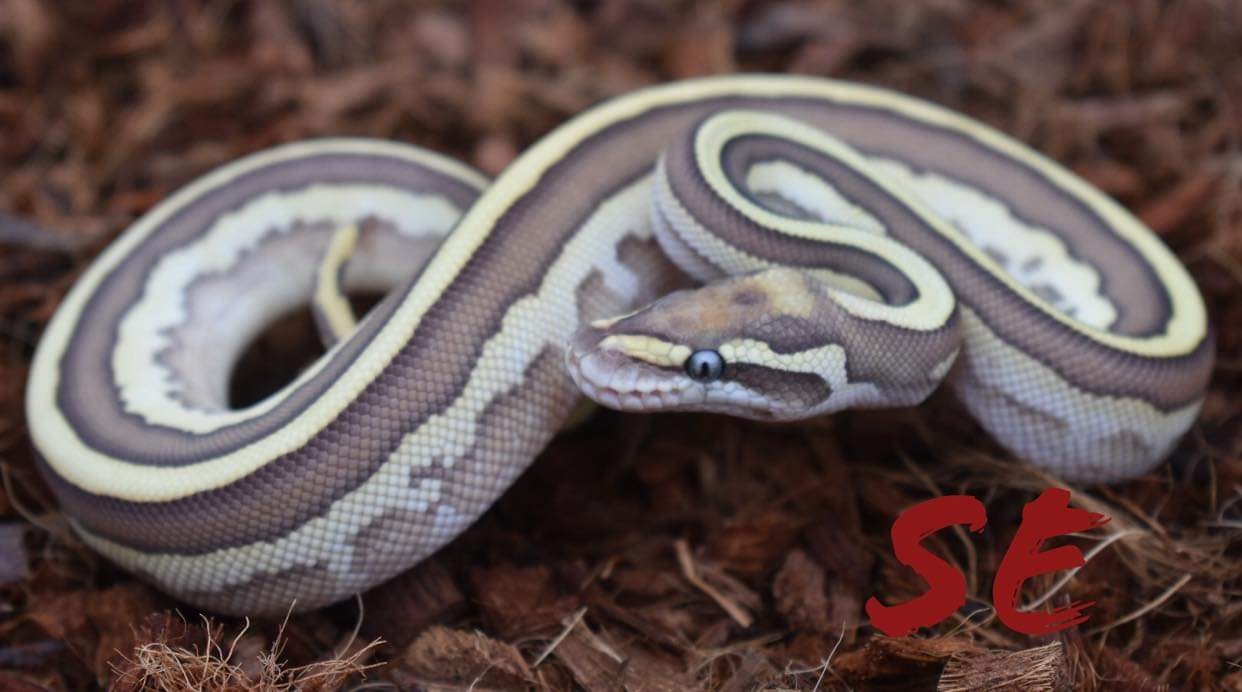 Flame Leopard Lesser Ball Python by Simpson Exotics - MorphMarket